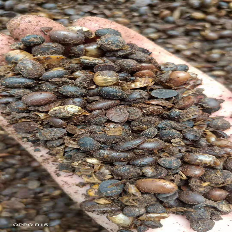 Harga Kilang Penapaian Baja Kacang Soya Baja Organik Kompos Penapaian ...