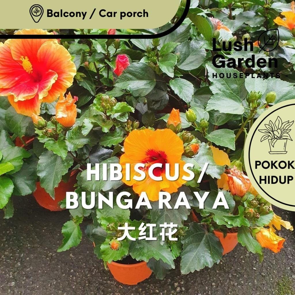 [Bushy] Hibiscus Flower/ Bunga Raya 大红花 150mm Pot Live Plant Pokok ...
