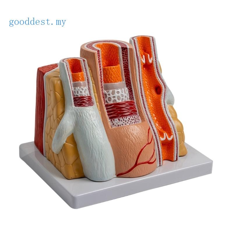 GOOD Human Anatomical Model Human Arteriovenous Model Human Artery and ...