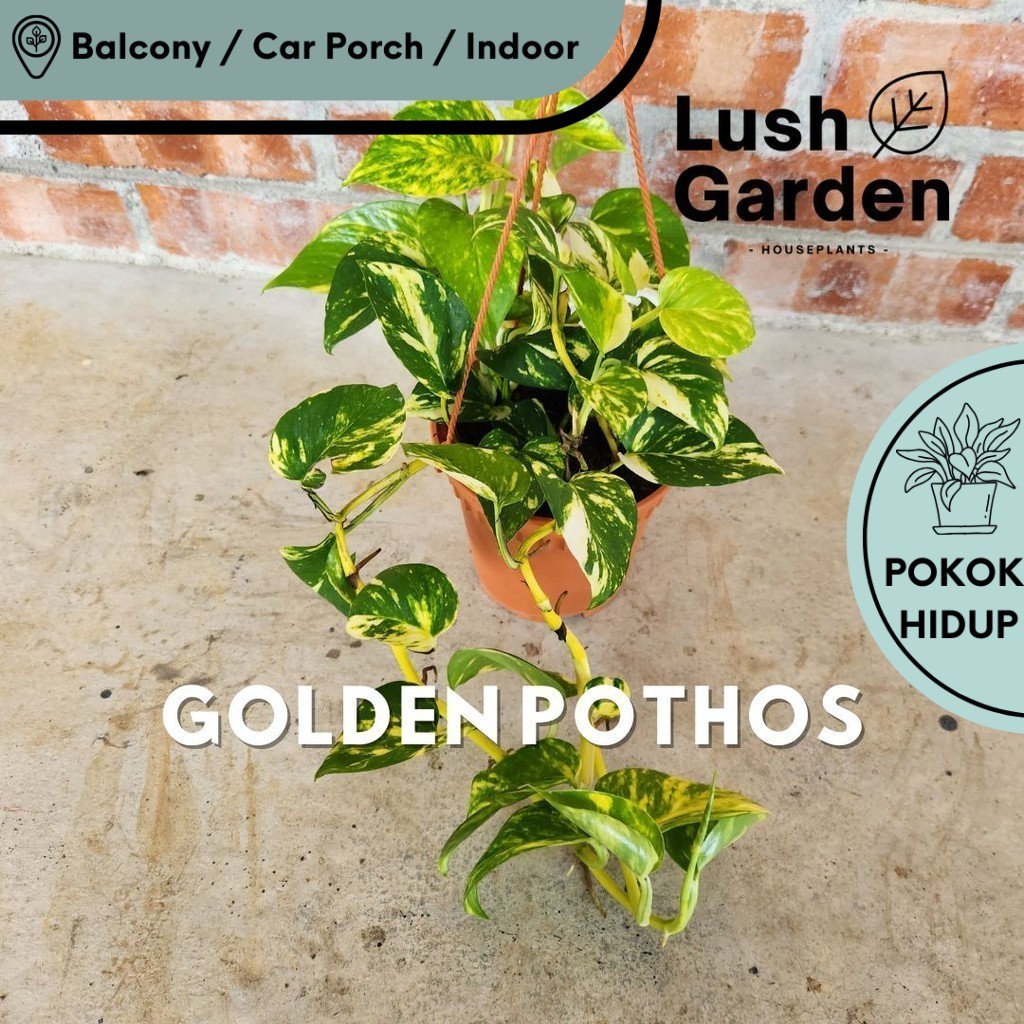 Money Plant / Epipremnum Aureum Golden Pothos Anak Pokok Hiasan Dalam ...