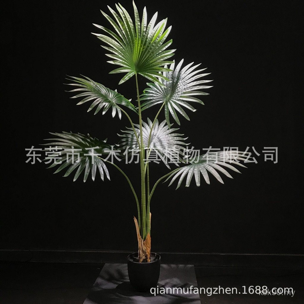 Pokok Palma Simulasi Tinggi Berdiri Lantai Besar Tumbuhan Berpasu Kecil ...