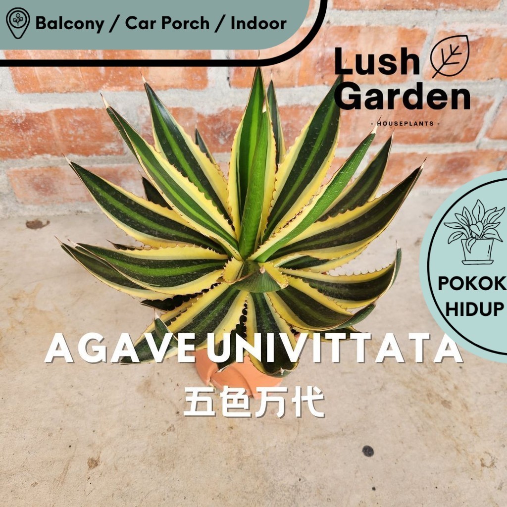 Agave Univittata / Agave Lophantha 五色万代 140mm Pot Rare Succulent Cactus ...