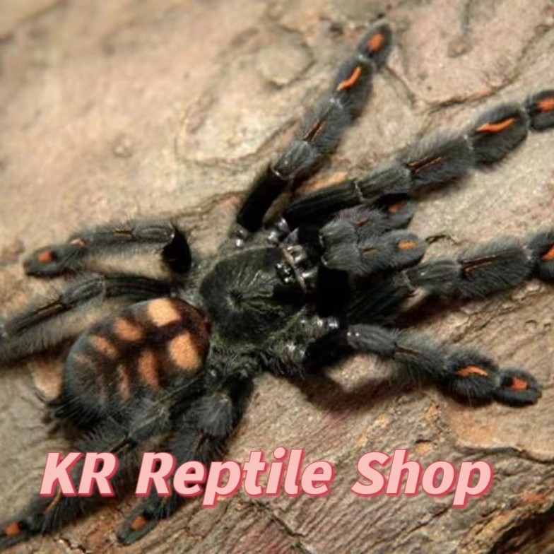 Hari Harimau Matahari Venezuela Harimau Internet Selebriti Haiwan ...