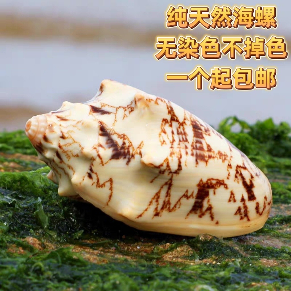 Imperial Vortex Natural Oversized Conch Home Platform Decoration ...