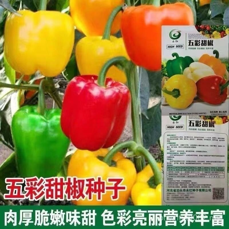 [3800+ Orang Memesan Dalam Seminggu] Lada Manis Lima Warna Empat Musim ...