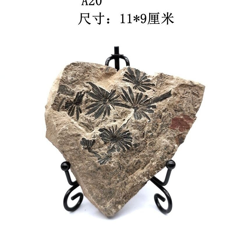Natural Plant Fossil Fossil Fossil Specimen Rough Stone Leaf Fossil ...