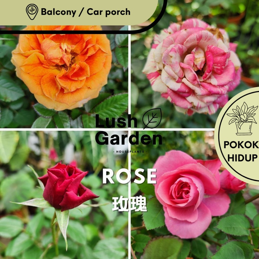 Rose Plant / Pokok Ros / 玫瑰 (Random) 140mm Pot Live Plant Pokok Hiasan ...