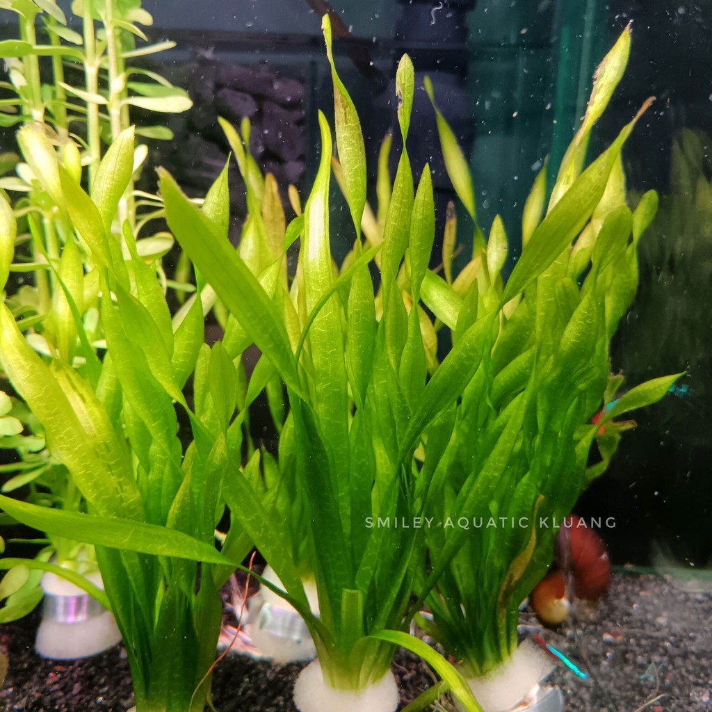 【LIVE】Aquatic plant Vallisneria Torta Twist Spiral Easy care root low ...