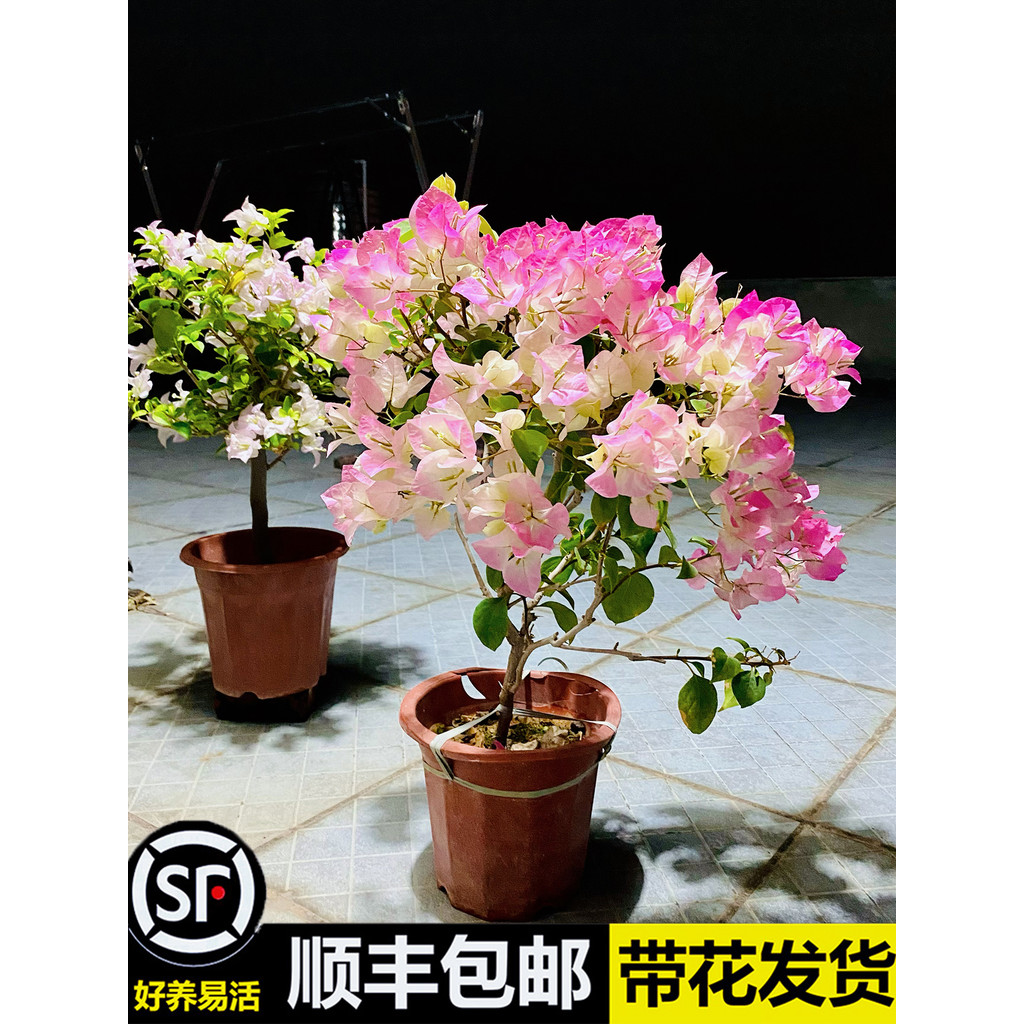 Tanaman Berpasu Bougainvillea Kelopak Ganda Tumbuhan Memanjat Luaran ...