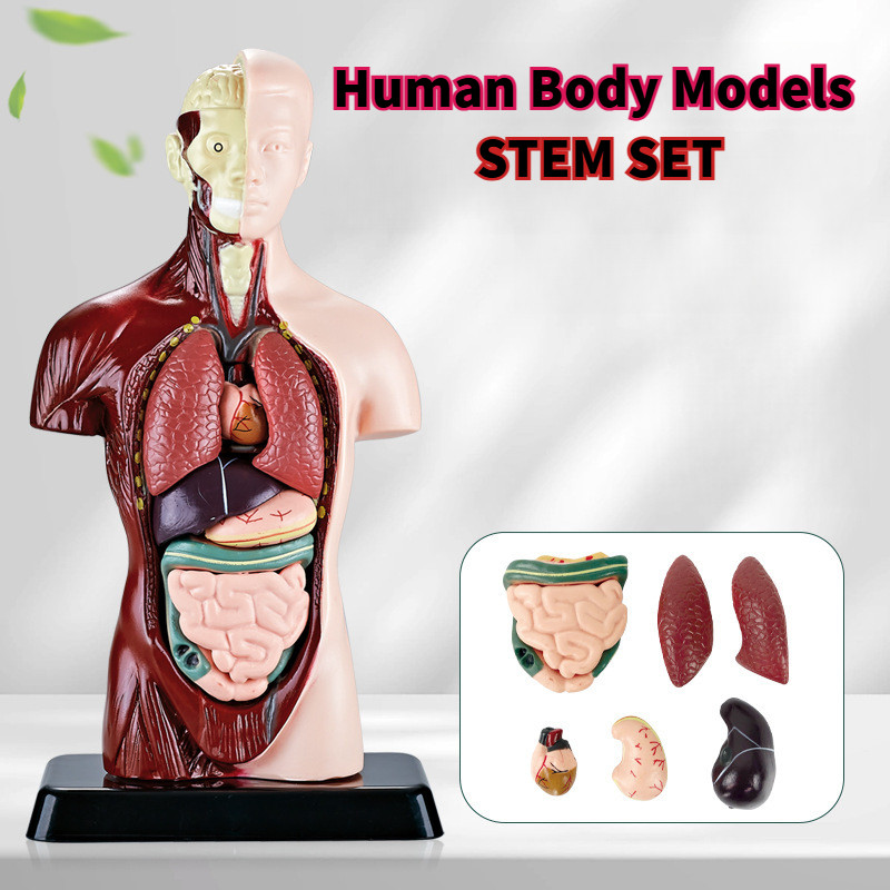 Human Body Model Science Education Set Torso Anatomy Model Display ...