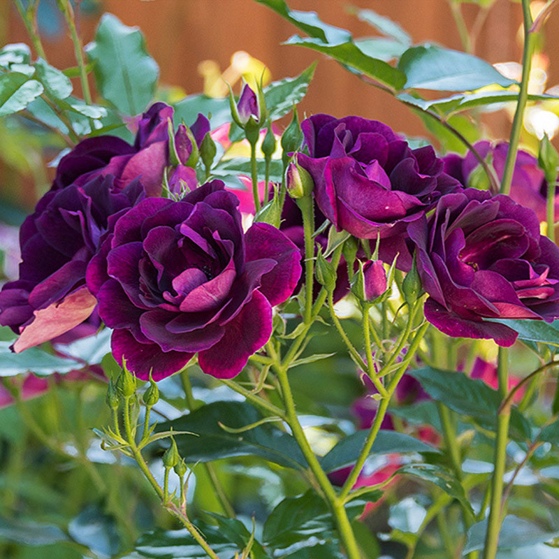 Anggur Iceberg Shrub Rose Boleh Digunakan sebagai Anggur Sepanjang ...