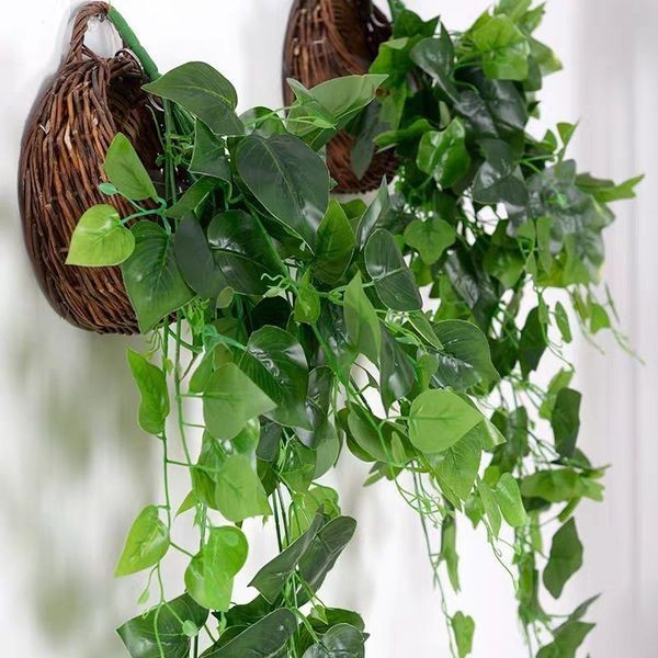 fake eggplant Di atas gam pothos bunga yang digantung di dinding ...