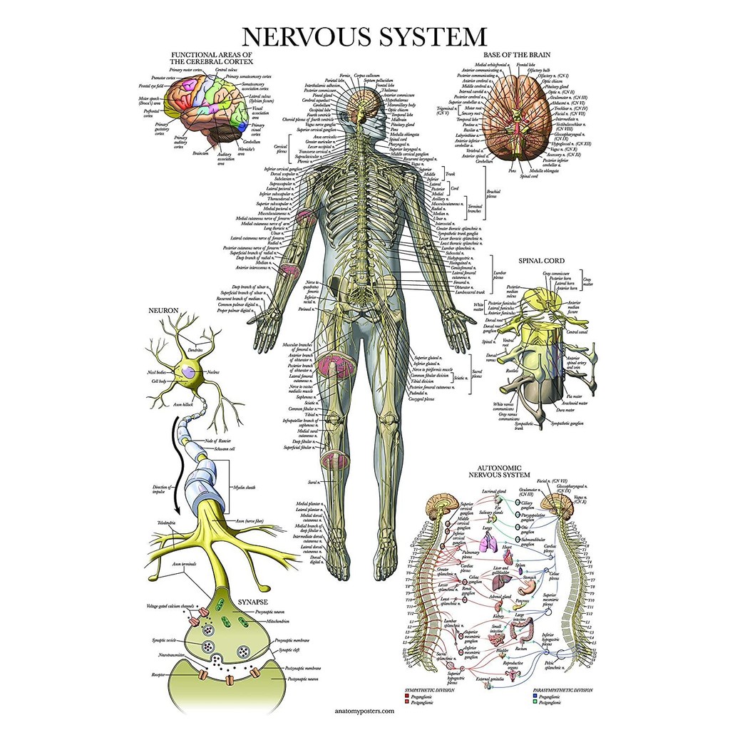 Nervous System Anatomy Poster Laminated Autonomic Nervous System ...