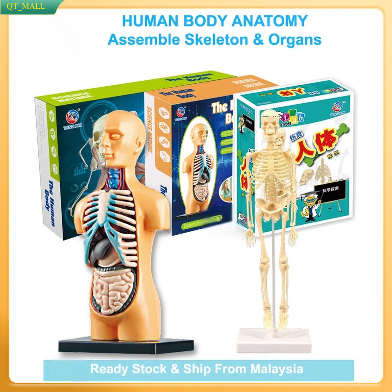 Human Body Model 28cm Anatomy Display Organ Assembly Human Skeleton Set ...