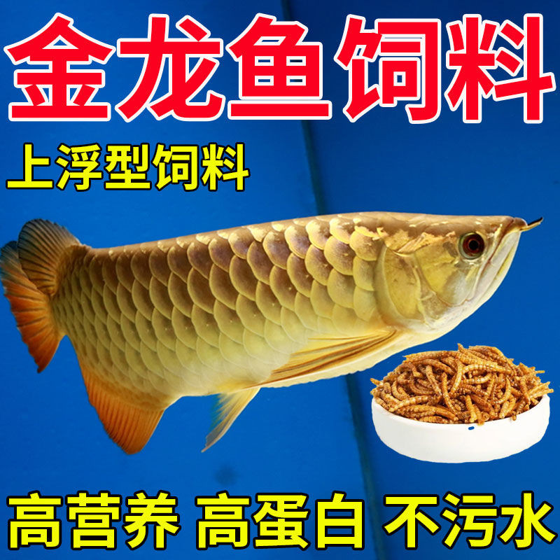 [High-Protein Color-increasing] Goldfish Arowana Special Feed Dried ...