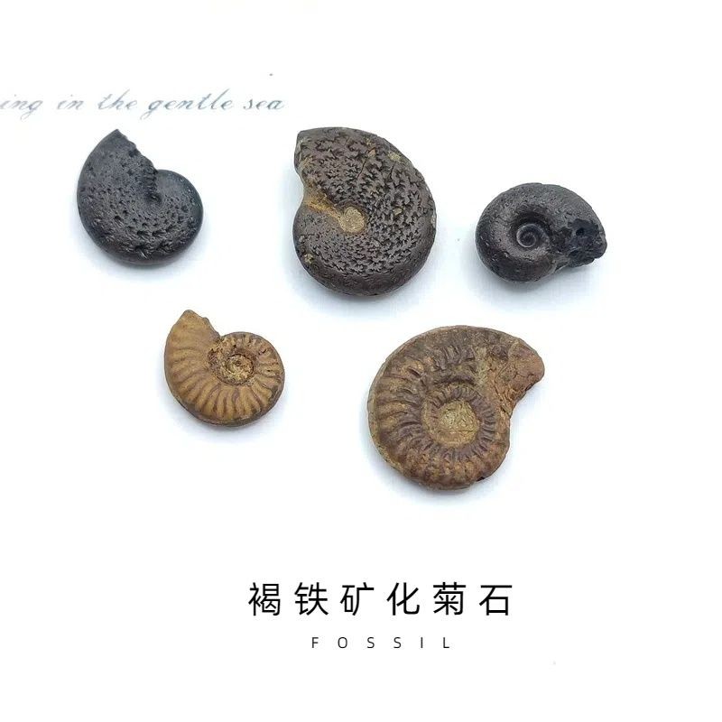 Moroccan natural ammonite fossil limonite fossil raw stone teaching ...