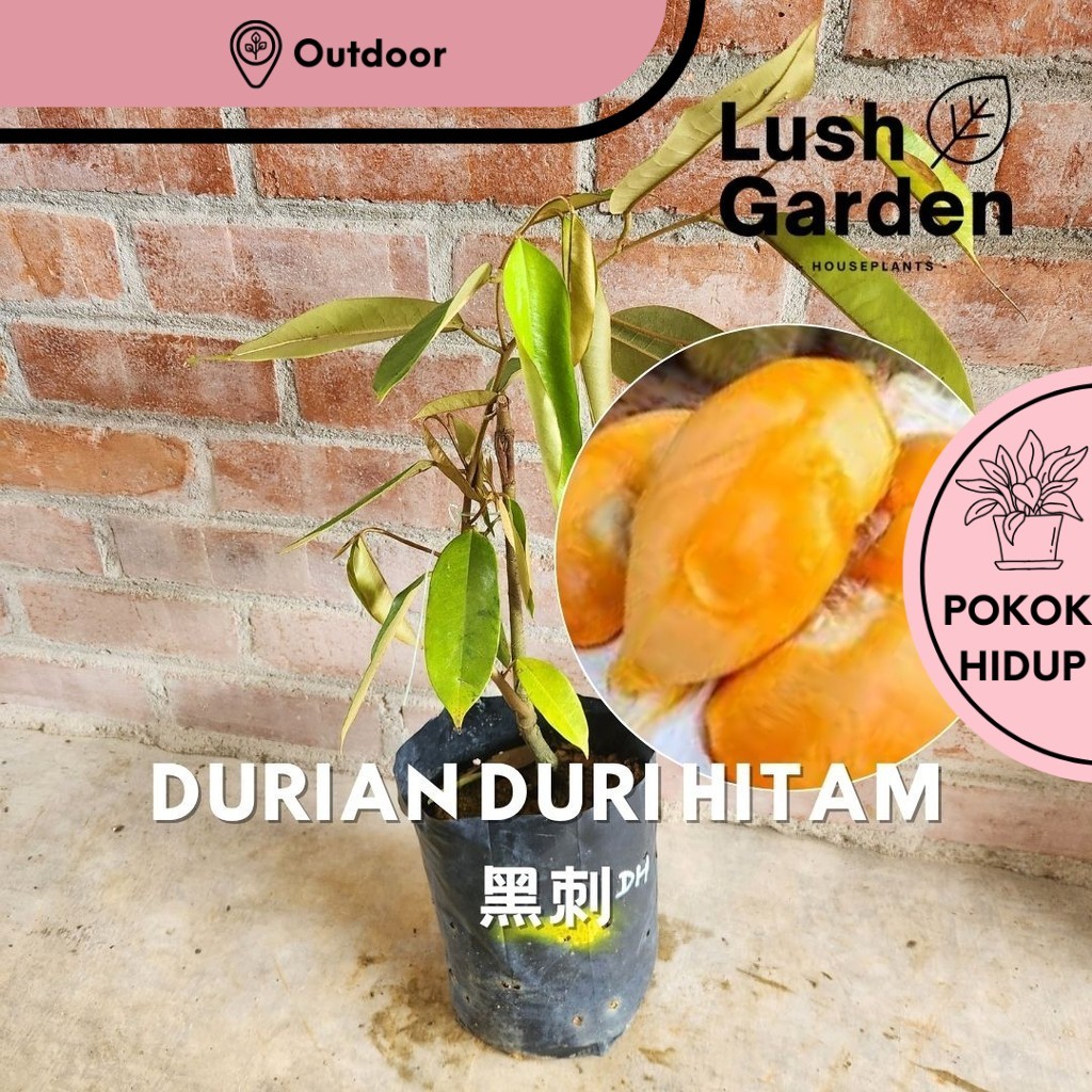 Anak Pokok Durian Duri Hitam D200 / Durian Black Thorn 黑刺 Fruit Tree ...