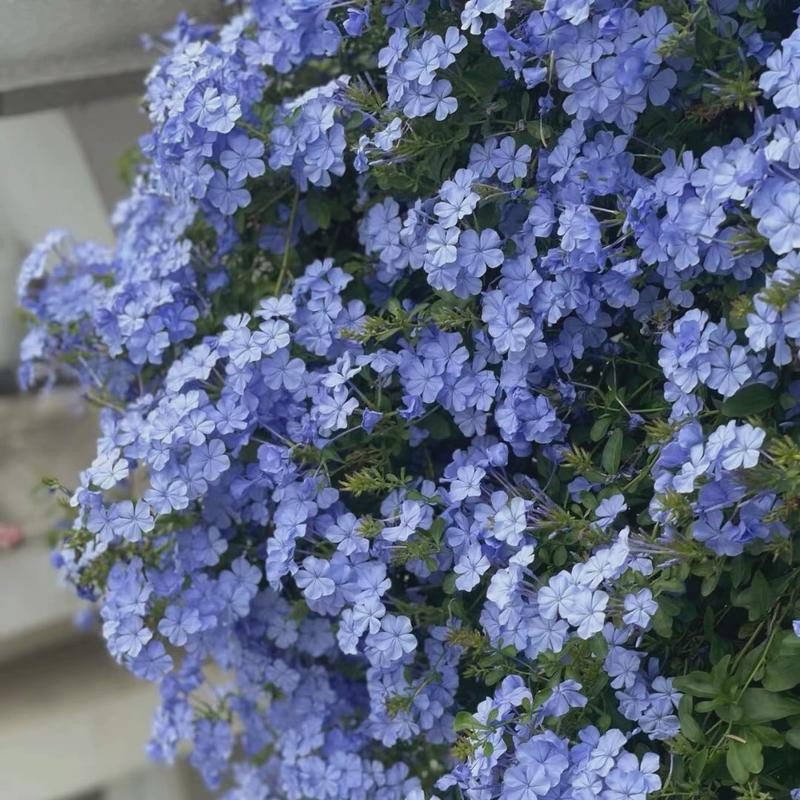 Tengfei Berkebun Biru Salji Tumbuhan Berpasu Balkoni Halaman Memanjat ...