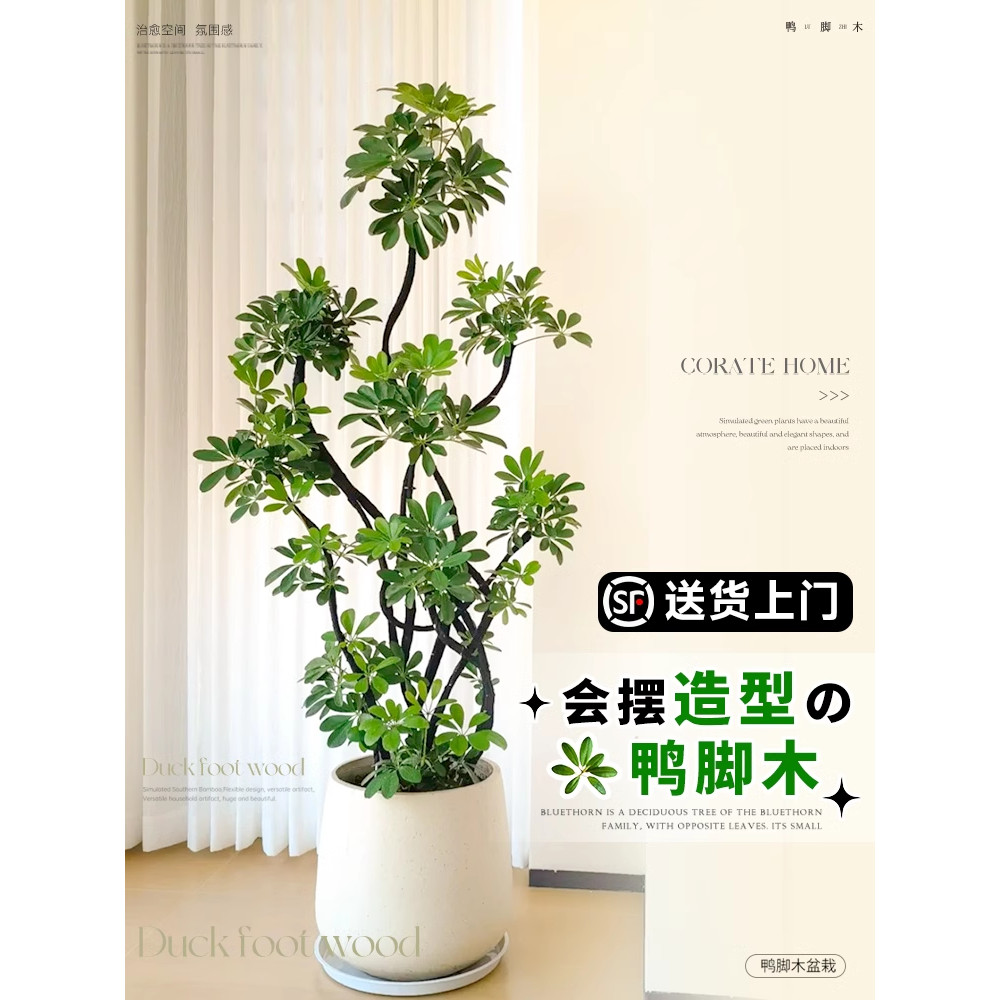 Kaki Itik Kayu Ruang Tamu Tumbuhan Besar Berpasu Lapan Arah Bentuk ...