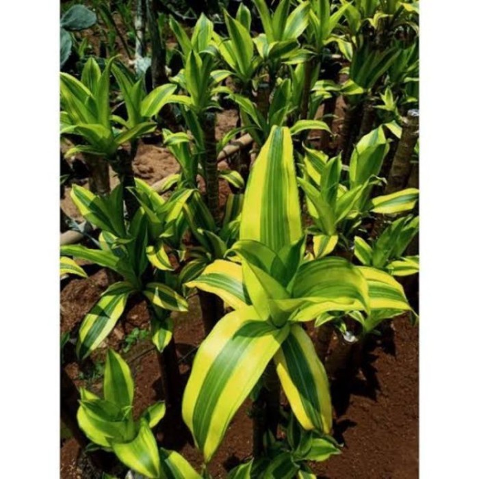 Dracaena fragrans / brazilian wood variegata | Shopee Malaysia