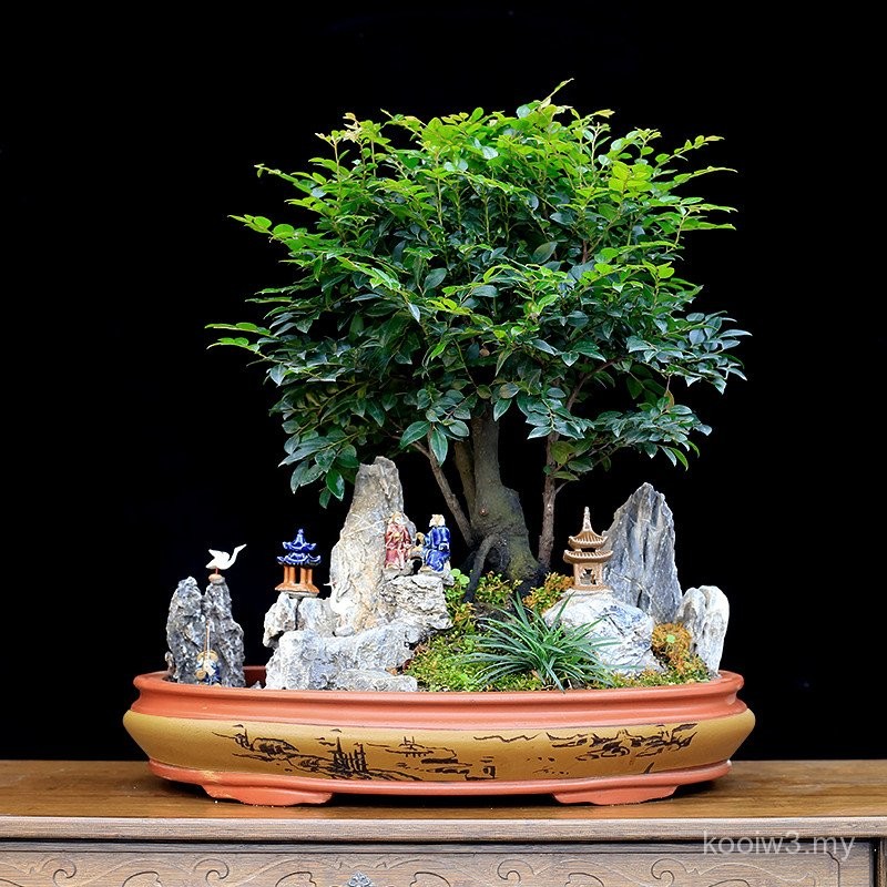 Bonsai Kayu Cendana Merah Daun Kecil Tumbuhan Tunggul Lama Dalaman ...