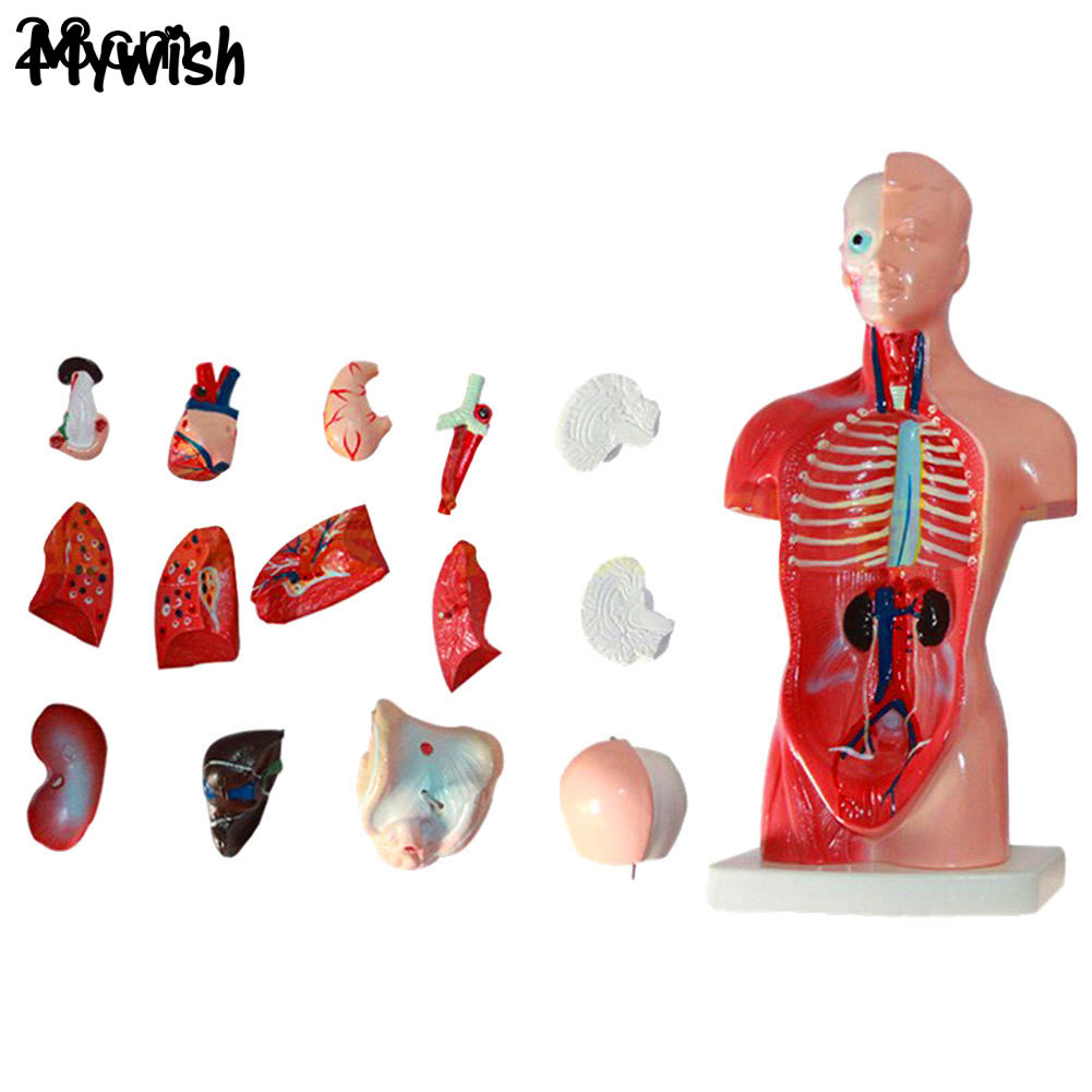 MYT-Anatomical Human Torso Body Model Anatomy Internal Organ Medical ...
