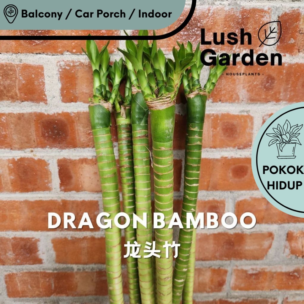 Dragon Bamboo / Lucky Bamboo 龙头竹 40cm 60cm Chinese New Year CNY Feng ...