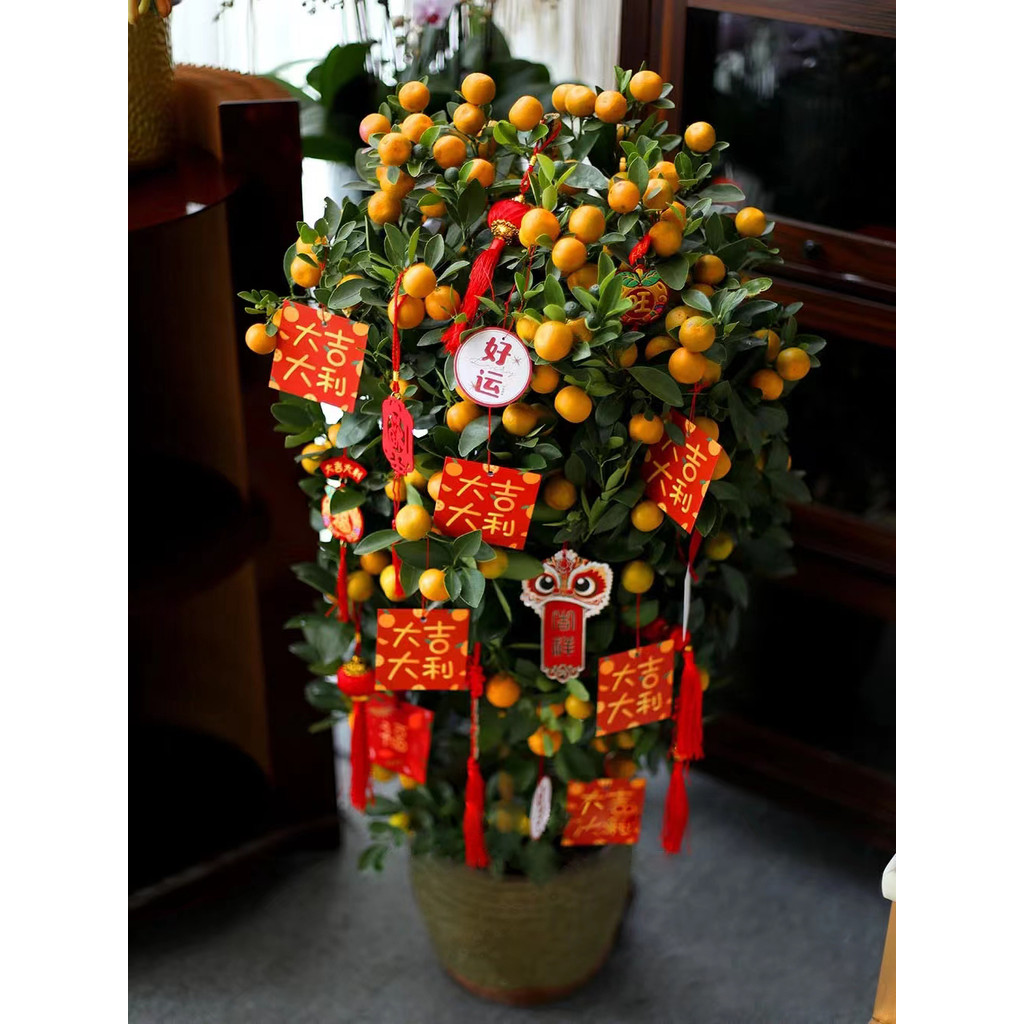 Pokok Kumquat Besar Tanaman Berpasu Empat Musim Pokok Kumquat Ruang ...