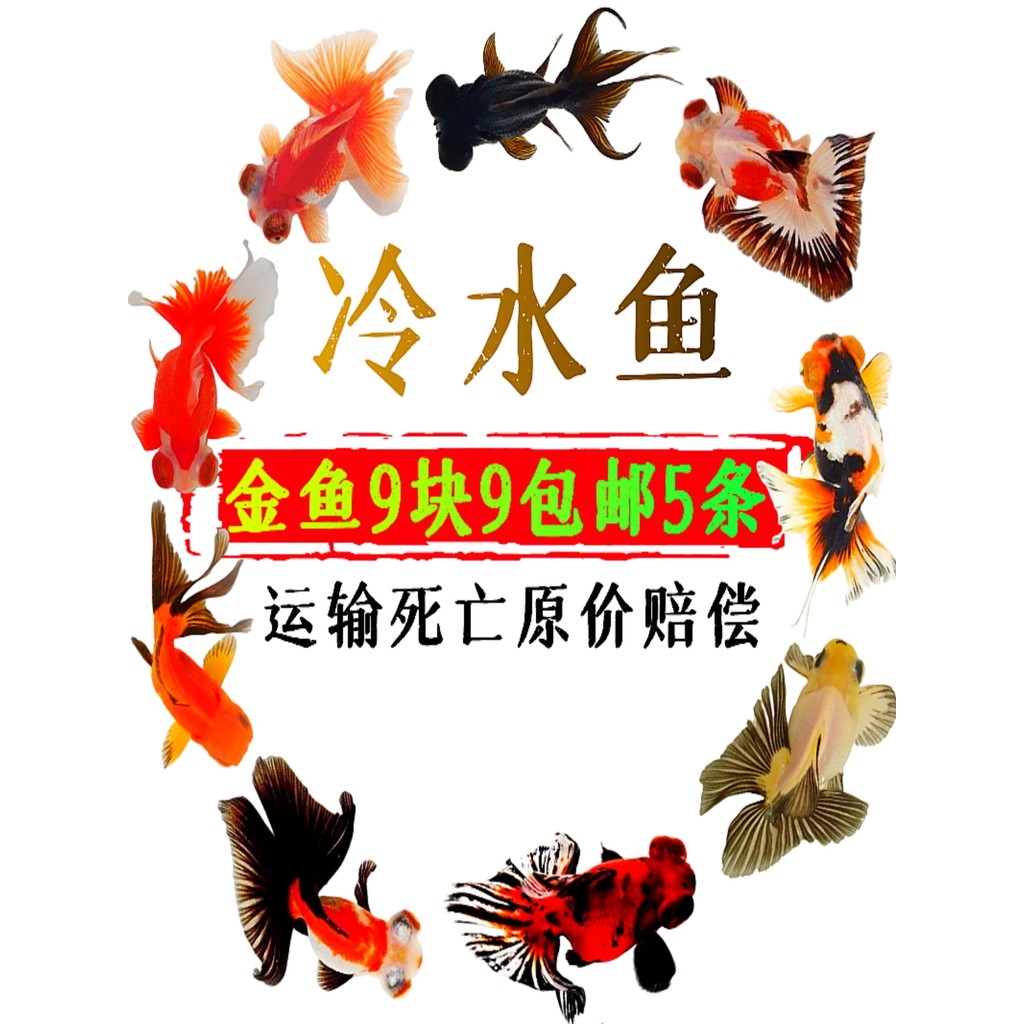 Ikan Akuarium Hidup Ikan Air Sejuk Ikan Emas Koi Ikan Air Tawar Goreng ...