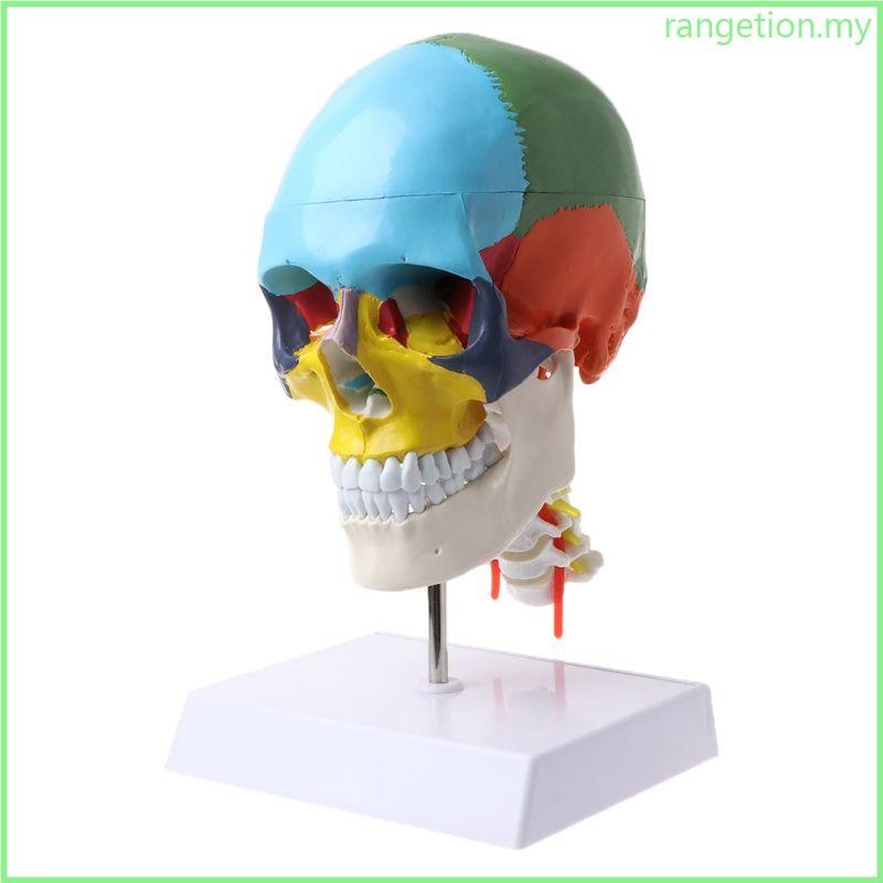 RAN Human Anatomy Skeleton Anatomical Model with Colored Bones Cervical ...