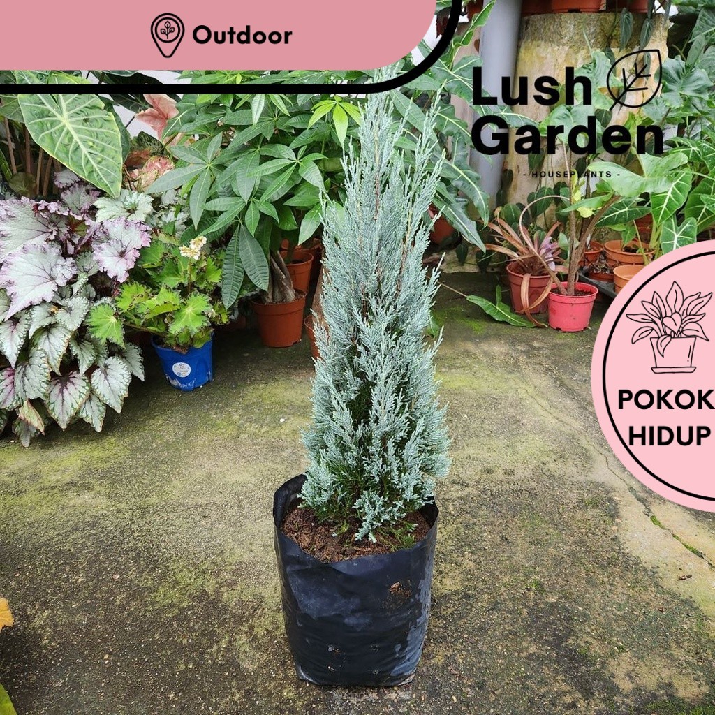 (Large Size) Silver Pine Tree Christmas Outdoor Live Plant Pokok Hiasan ...