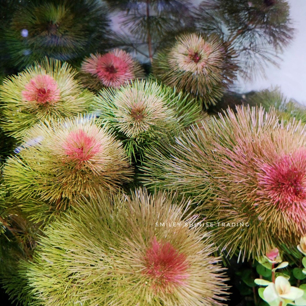【LIVE】Red Cabomba Aquatic Plant Aquascape lowtech midtech fast grow ...