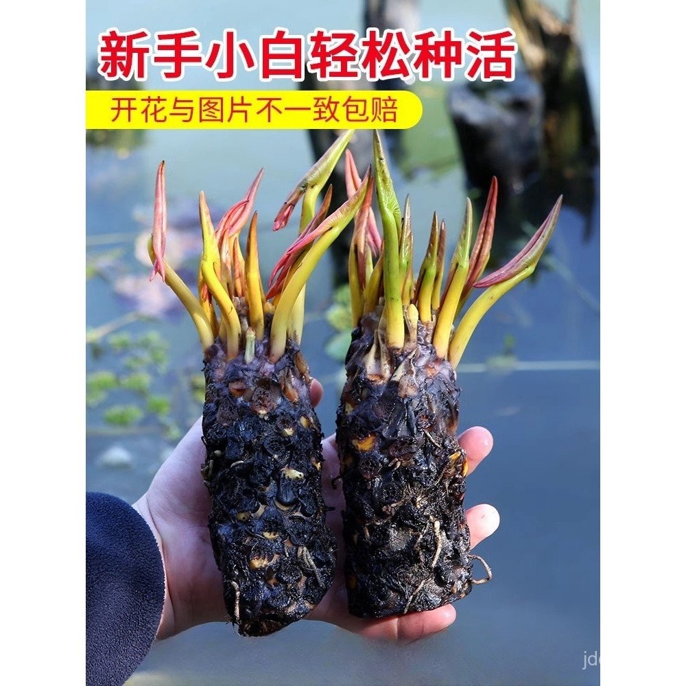 Tumbuhan Hidroponik Teratai Air dengan Putik, Teratai Tumbuh Air ...