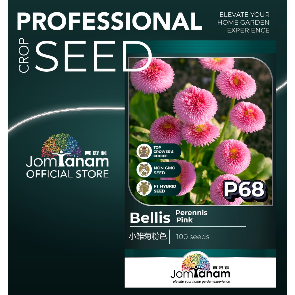 Flower Seed Bellis Perennis Pink P68 JOM TANAM F1 Hybrid Benih Bunga ...