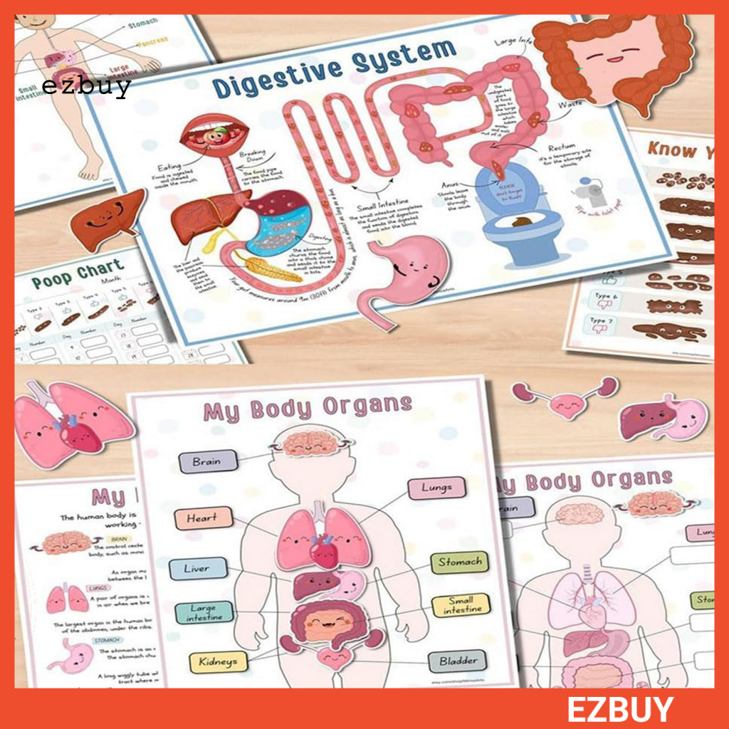 [EY] Toddler Anatomy Busy Book Interactive Human Anatomy Book Anatomy ...