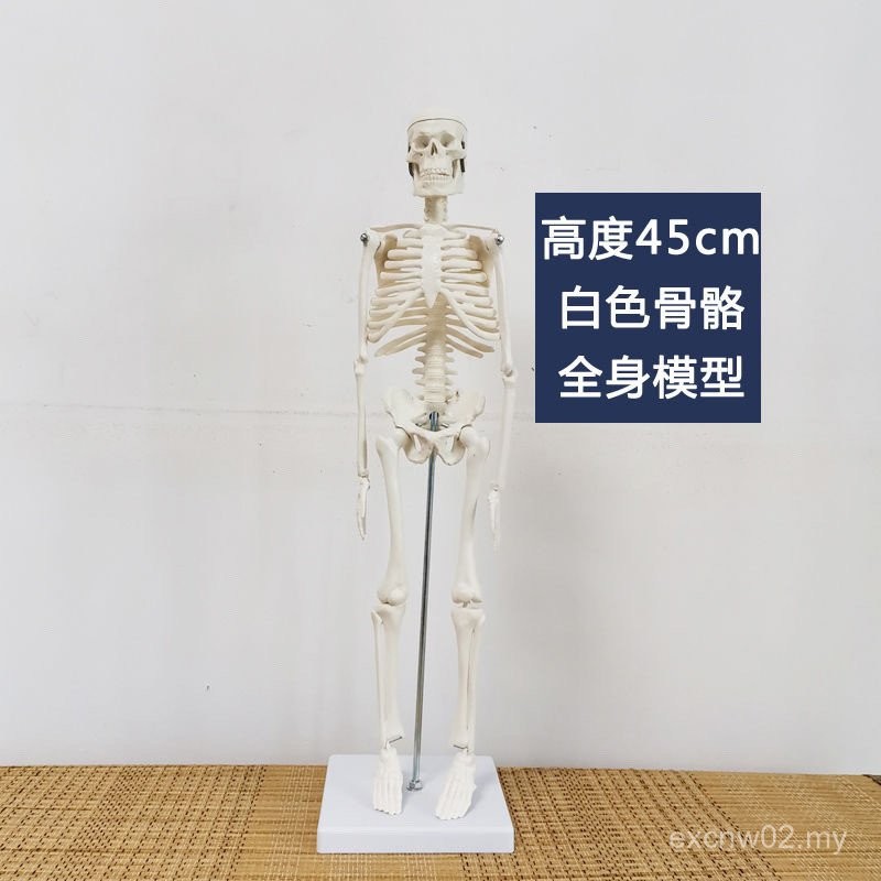 45cm Human Body Full Body Bone Model Skeleton Anatomy Structure Spine Column Skull Joint Movable ...