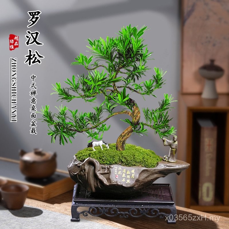 Menggayakan Podocarpus Bonsai Dalaman Tumbuhan Pasu Kreatif Mewah Mudah ...