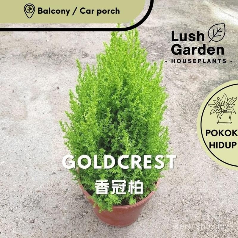 [Bushy] Goldcrest / Lemon Cypress 150mm Pot Christmas Tree Live Plant ...