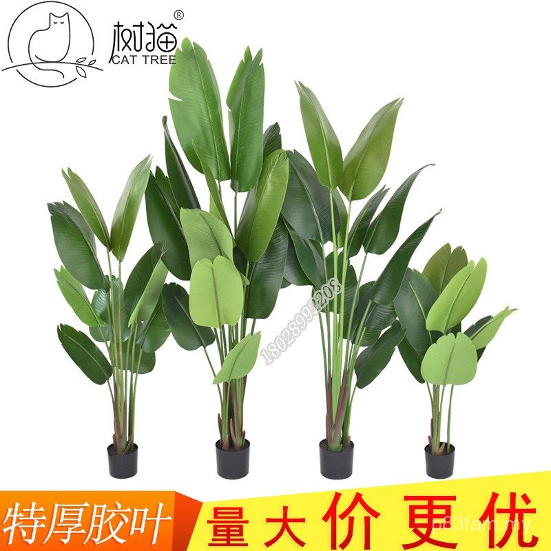 Pokok kucing simulasi pengembara pisang burung syurga bonsai tumbuh ...