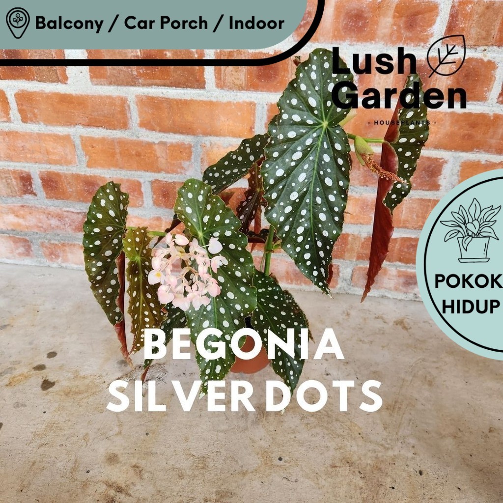 Begonia Silver Dots 银点秋海棠 120mm Pot Asam Batu Live Plant Pokok Hiasan ...