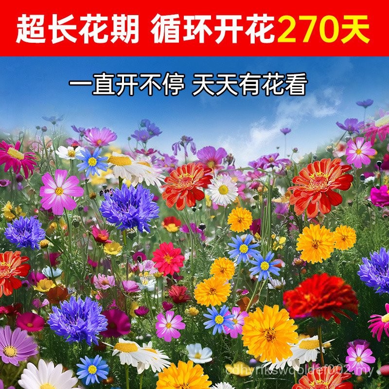 [Pelbagai Pilihan] Benih Gabungan Bunga Liar Bunga Pelbagai Jenis ...