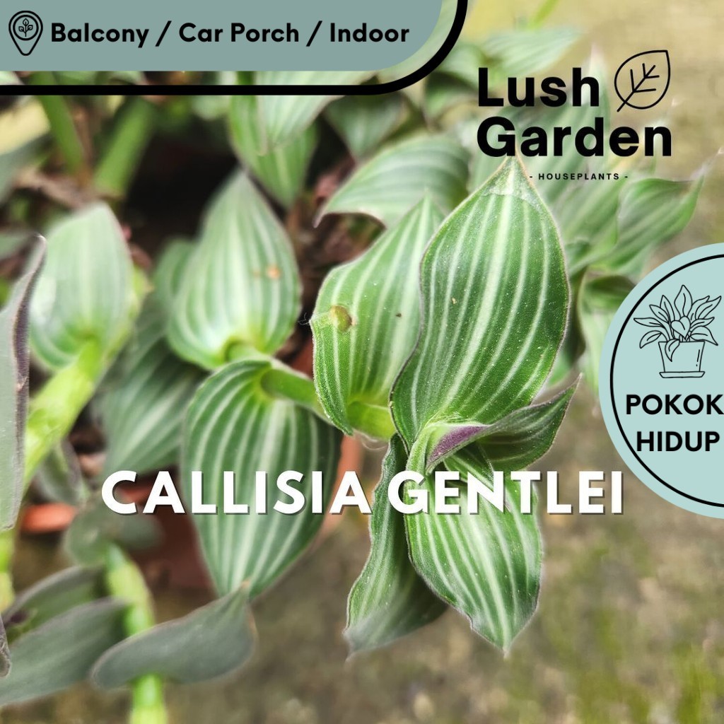 Callisia Gentlei / Striped Inch Plant / Mini Tradescantia Zebrina 105mm ...