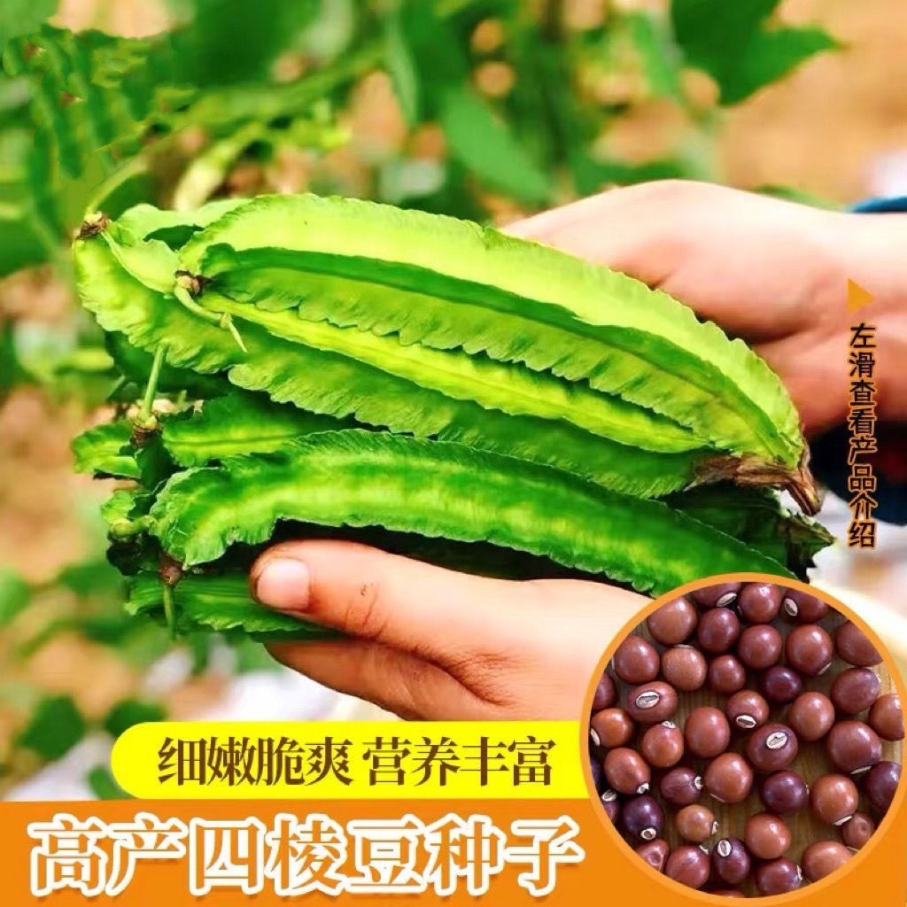 High-Produced Four-Edge Bean Seed Seed Seed Seed Emperor Bean Seed ...