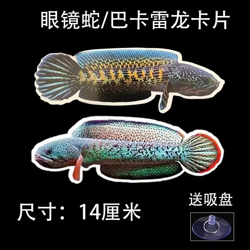 Blood Spot Cobra Training Card Fish Open Fin Exaggerated Fish Tank ...