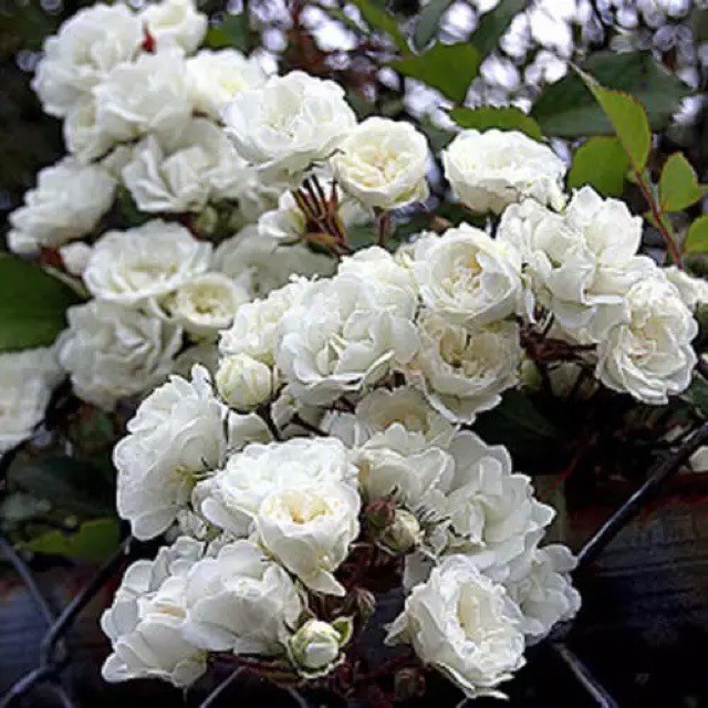 [Fast Growing]Climbing White Rose Seeds White Color Variety With Flower ...
