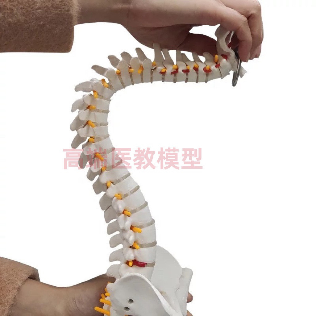 Human Spine Model Cone Body Bendable Dislocation Spine Spine Model ...