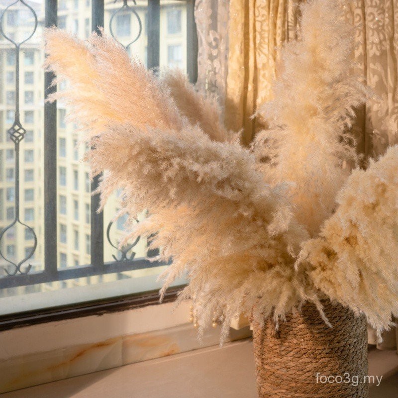 Pu Wei bunga kering Wei Pu Pu Reed alat letak barang Ruang Tamu Rumah ...