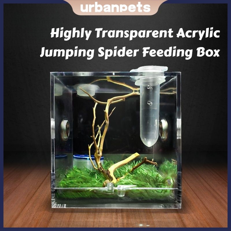 Transparent Jumping Spider Breeding Box Insect Ecological Box Mantis ...