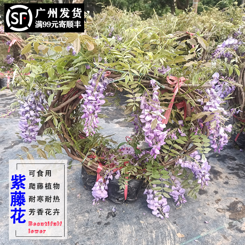 Tanaman Pasu Bunga Wisteria Memanjat Anggur Boleh Dimakan Bunga Segar ...