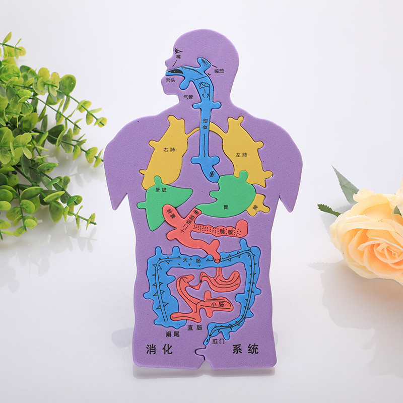 Human Digestive System Visceral Puzzle EVA Model Hands on Brain ...